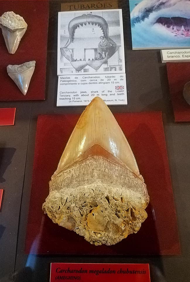 FOSSIL HUNTRESS: CARCHARODON MEGALODON CHUBUTENSIS
