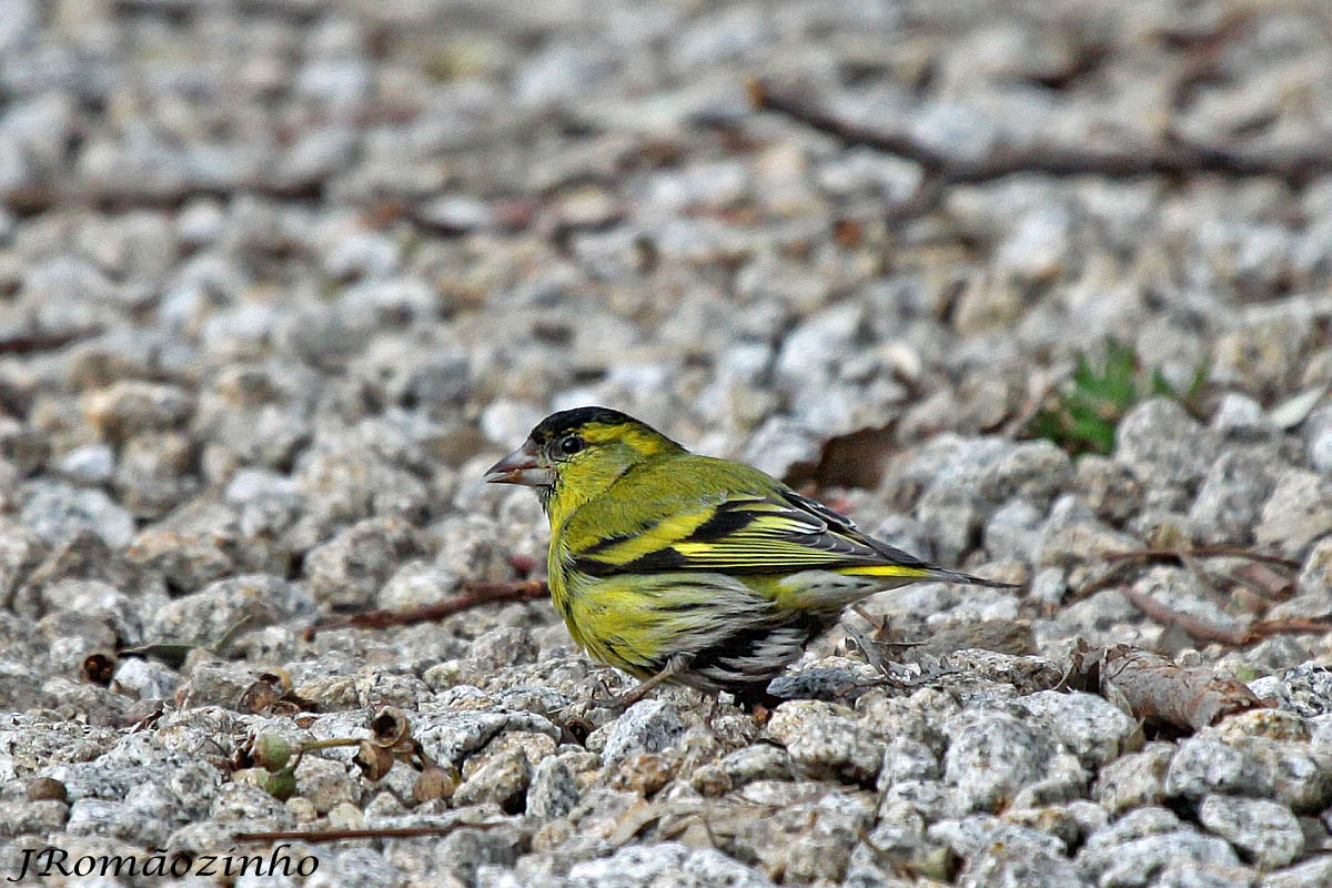Pescador de aves: Lugre