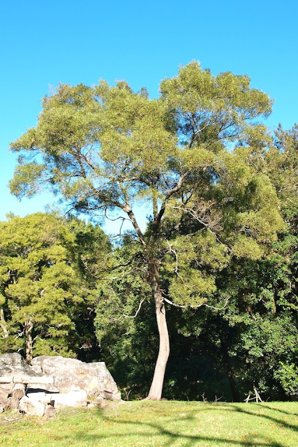 Celebrating: Wattle Day! | Growing Illawarra Natives