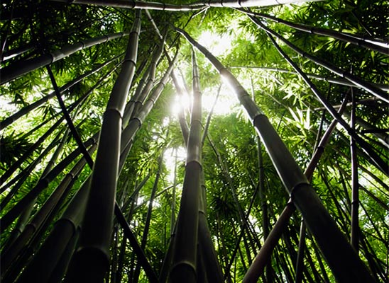 wonder | wander | women: bamboo dreams