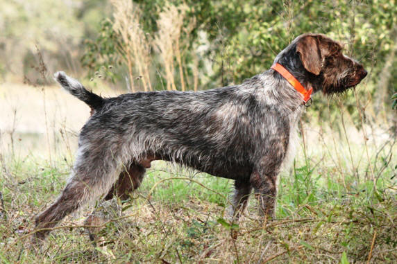 Everything Top Dog: German Wirehaired Pointer