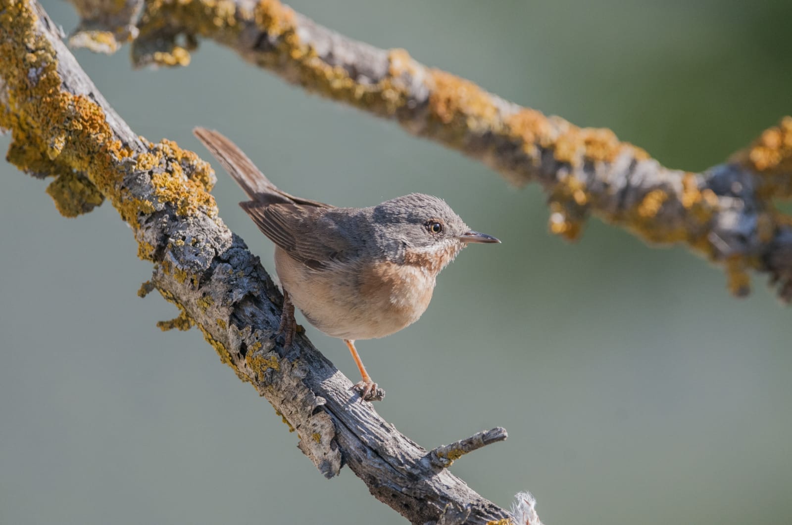 La caseta de l'òliba: La calor apreta i els ocells es concentren!