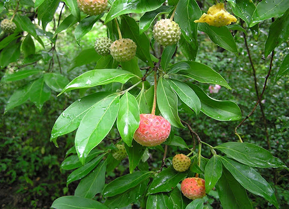 Cornus capitata Wall. 1820