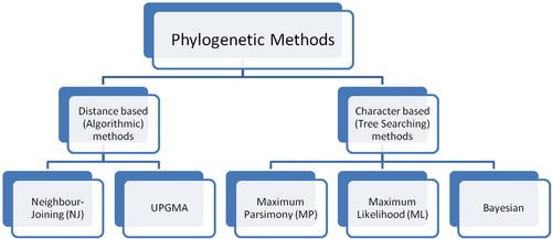 PHYLOGENETIC ANALYSIS: How to calculate Evolutionary Distance