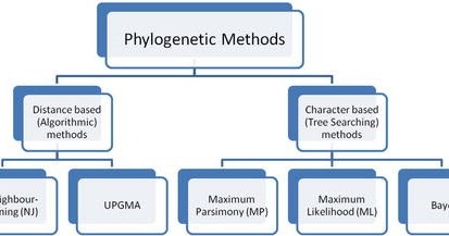 PHYLOGENETIC ANALYSIS: How to calculate Evolutionary Distance