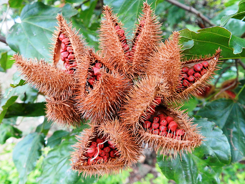 Especiarias de A a Z: Urucum