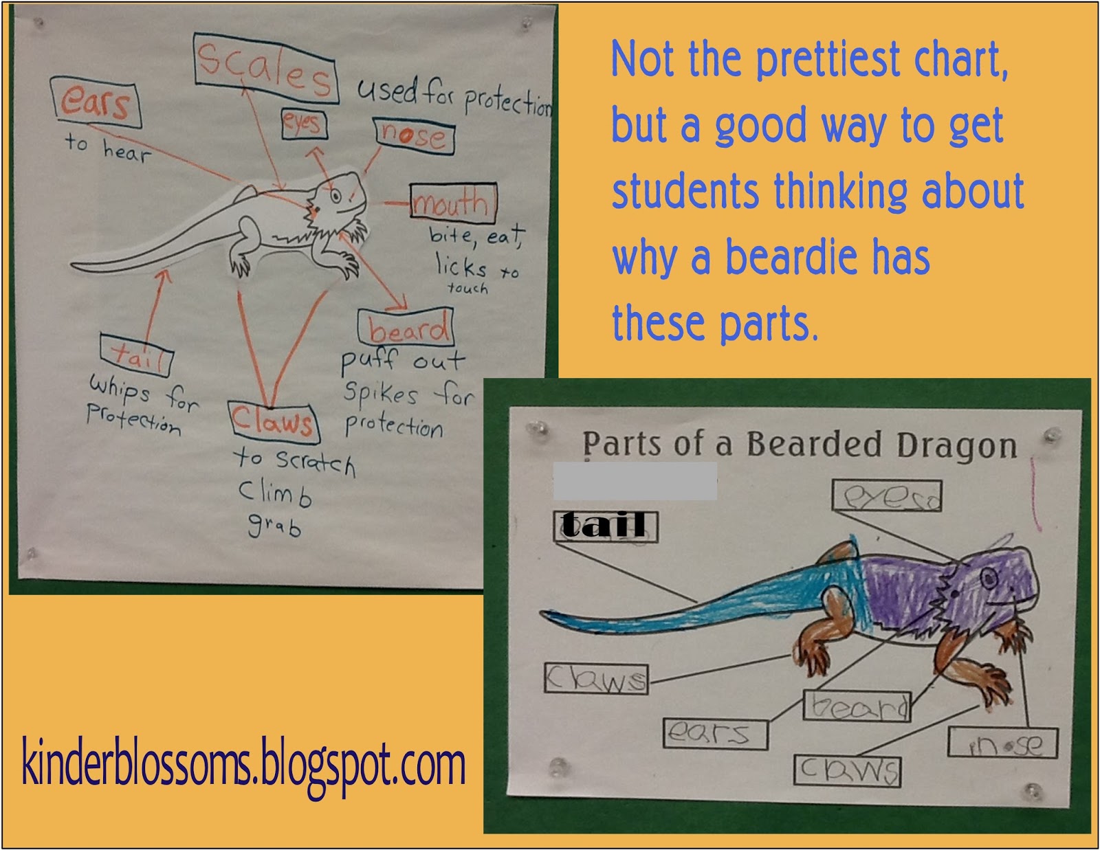 Christina's Kinder Blossoms: Bearded Dragon Unit