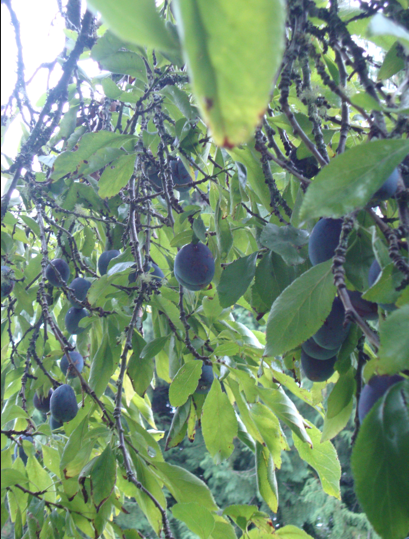 RHome410: Plum (Italian Prune) Torte