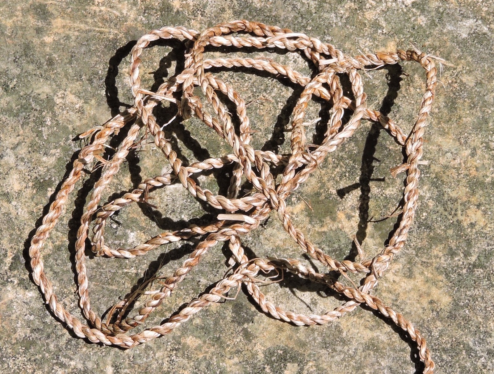 Springfield Plateau: Dog Bane