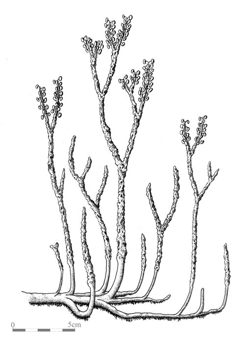 PTHERIDÓFITAS: Filo Zosterophyllophyta