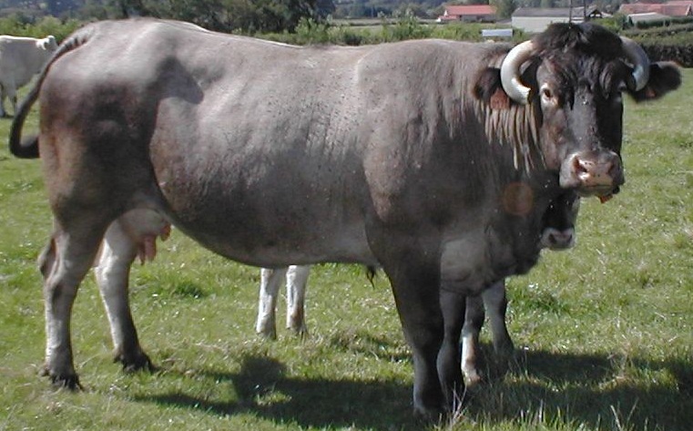 VACHES SACREES: RACES