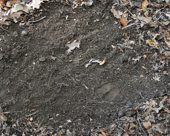 Buck Naked: Mock Ground Scrapes