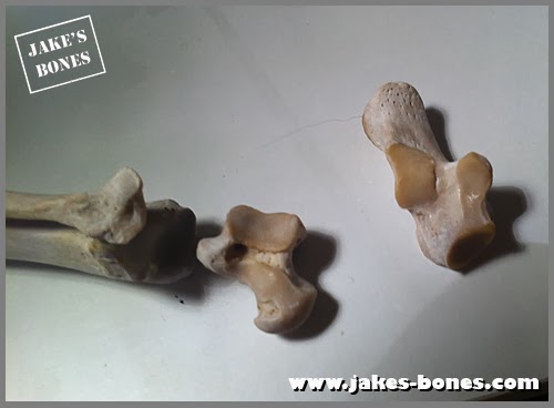 How I rearticulated my badger skeleton, part two : Jake's Bones