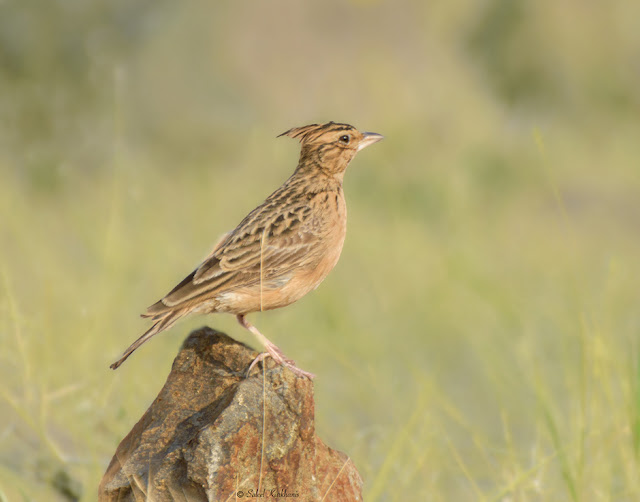 Saswad Grassland - The Birds’ Paradise