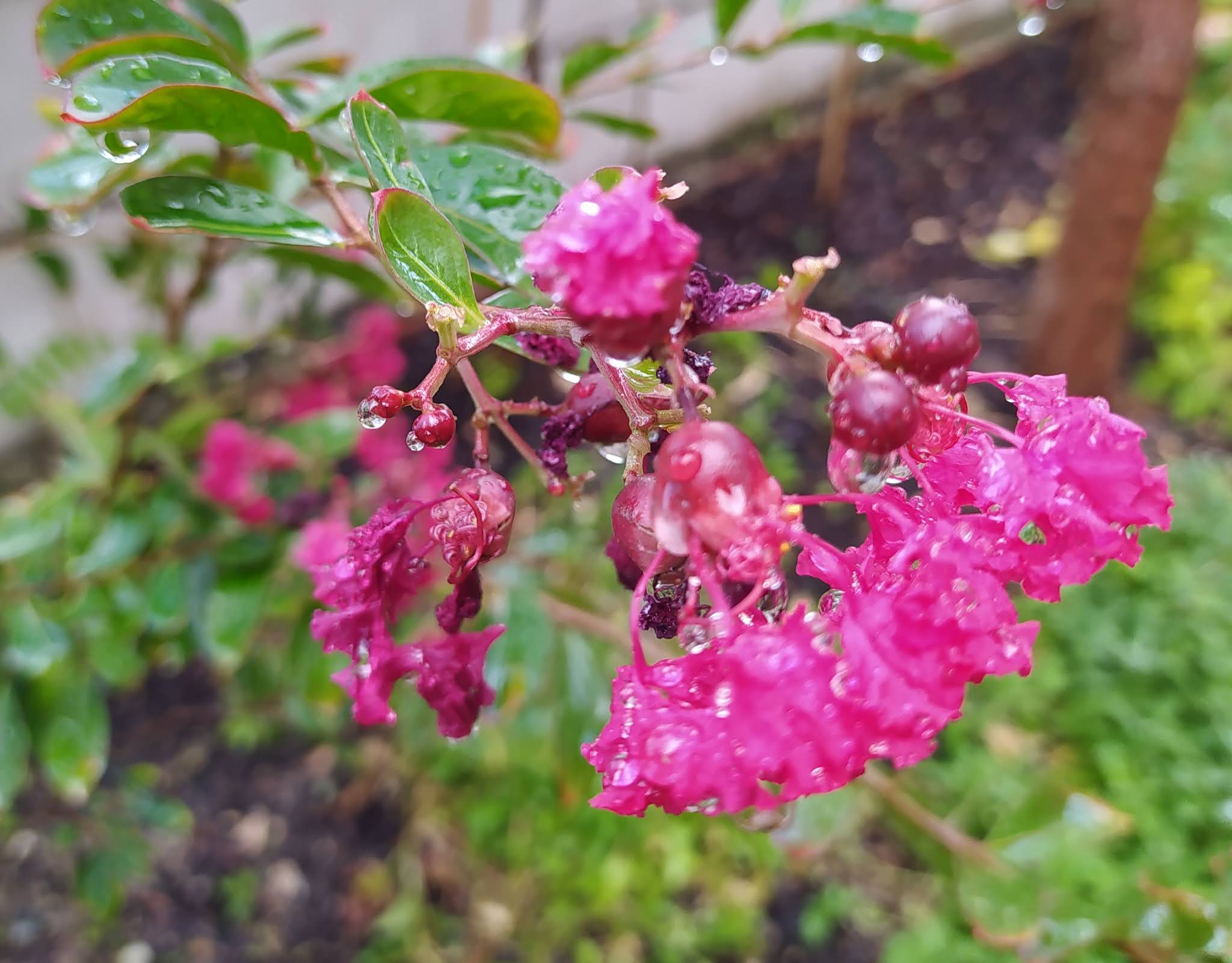 Biosfera vegetal.: Árbol de Júpiter (Lagerstroemia indica (L.) Pers.).