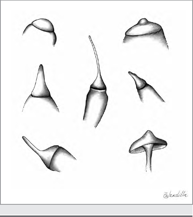 PLANT FAMILIES OF PUERTO RICO AND FLORIDA PAPO VIVES: Briofita musgos ...