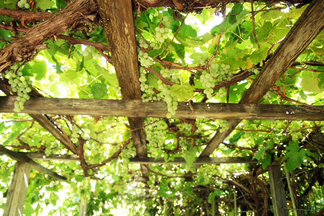 your apples are my oranges: stroll through the grape tunnel with me