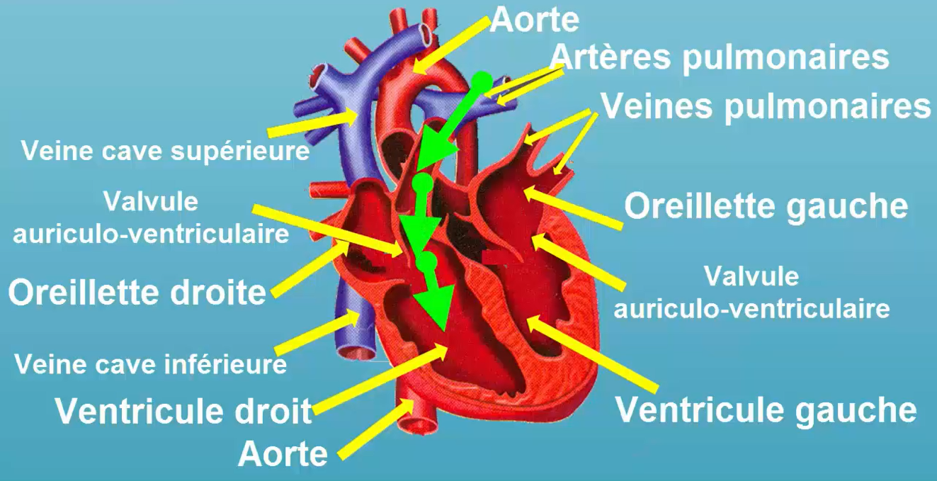 DISSECTION ET ANATOMIE D'UN CŒUR DE MAMMIFÈRE