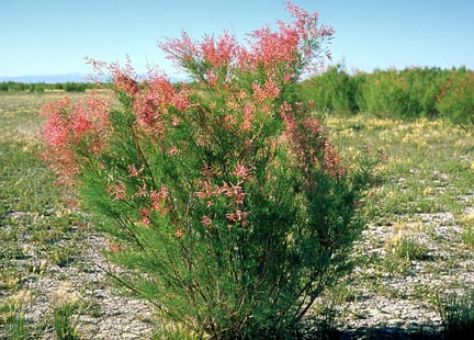 Living Rootless: New Mexico: The Water-Sucking Soldiers