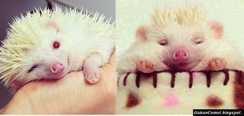 Comelnya Landak Albino Menjadi Popular di Jepun. - Gaban Comel