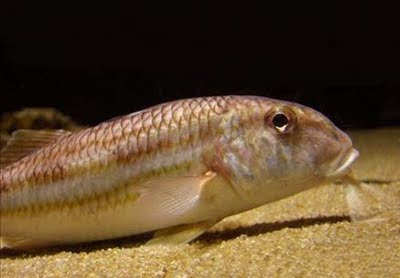 Tekir Ve Barbunya Balığı Arasındaki Fark Nedir? ~ En iyi Balık ...