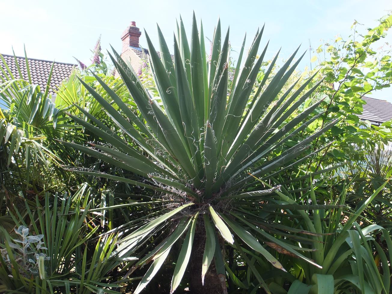 Alternative Eden Exotic Garden: In the Morning Light