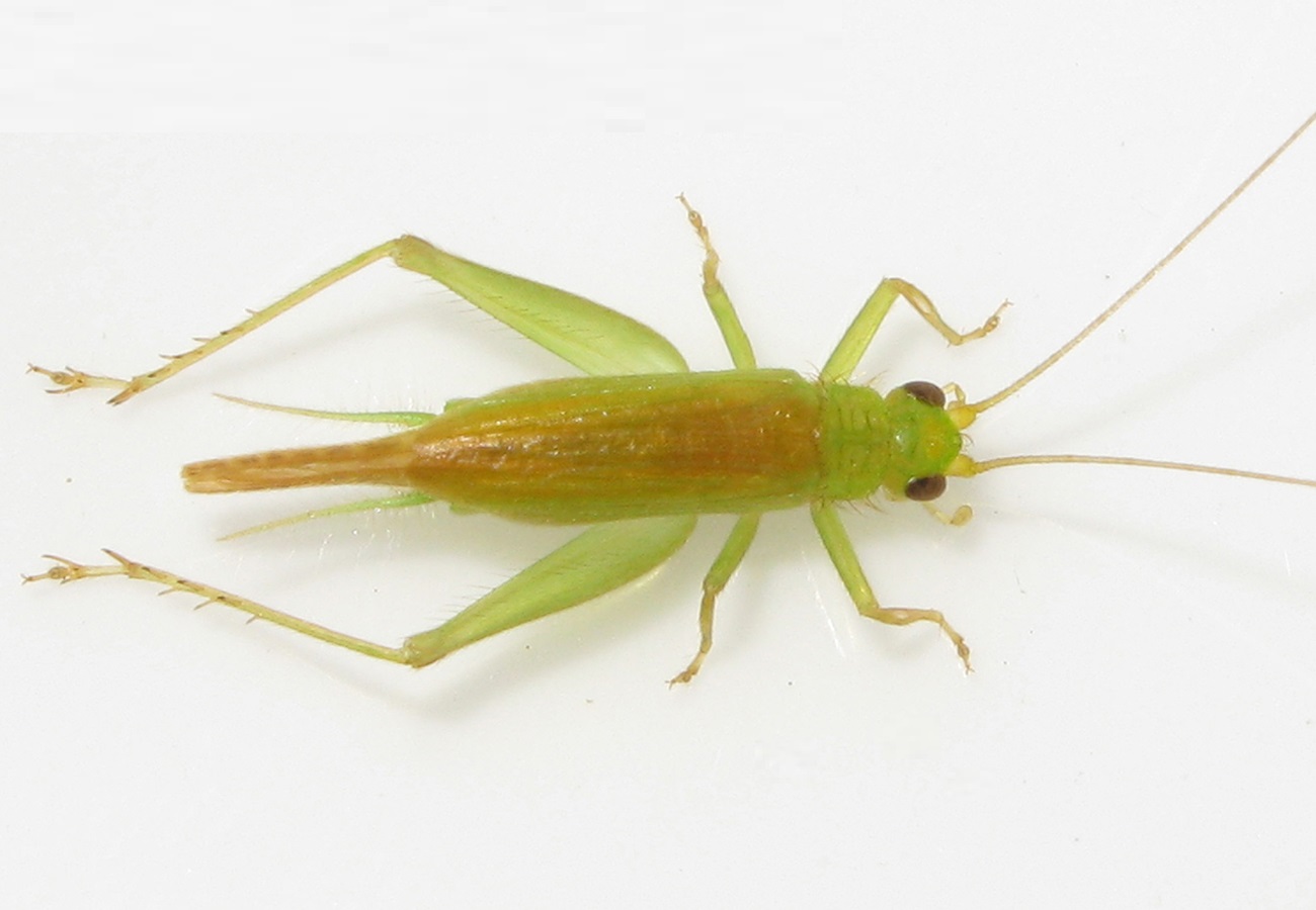 Species New to Science: [Entomology • 2020] The First Phylogenetic ...