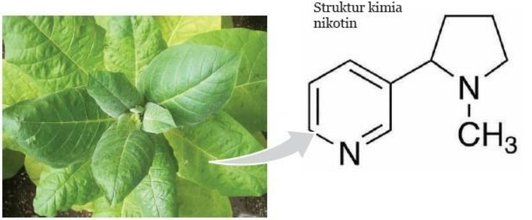 ZAT ADIKTIF IPA 8 SMP/MTs Ganjil