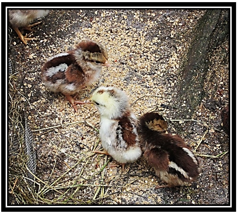 For the Love of Chickens