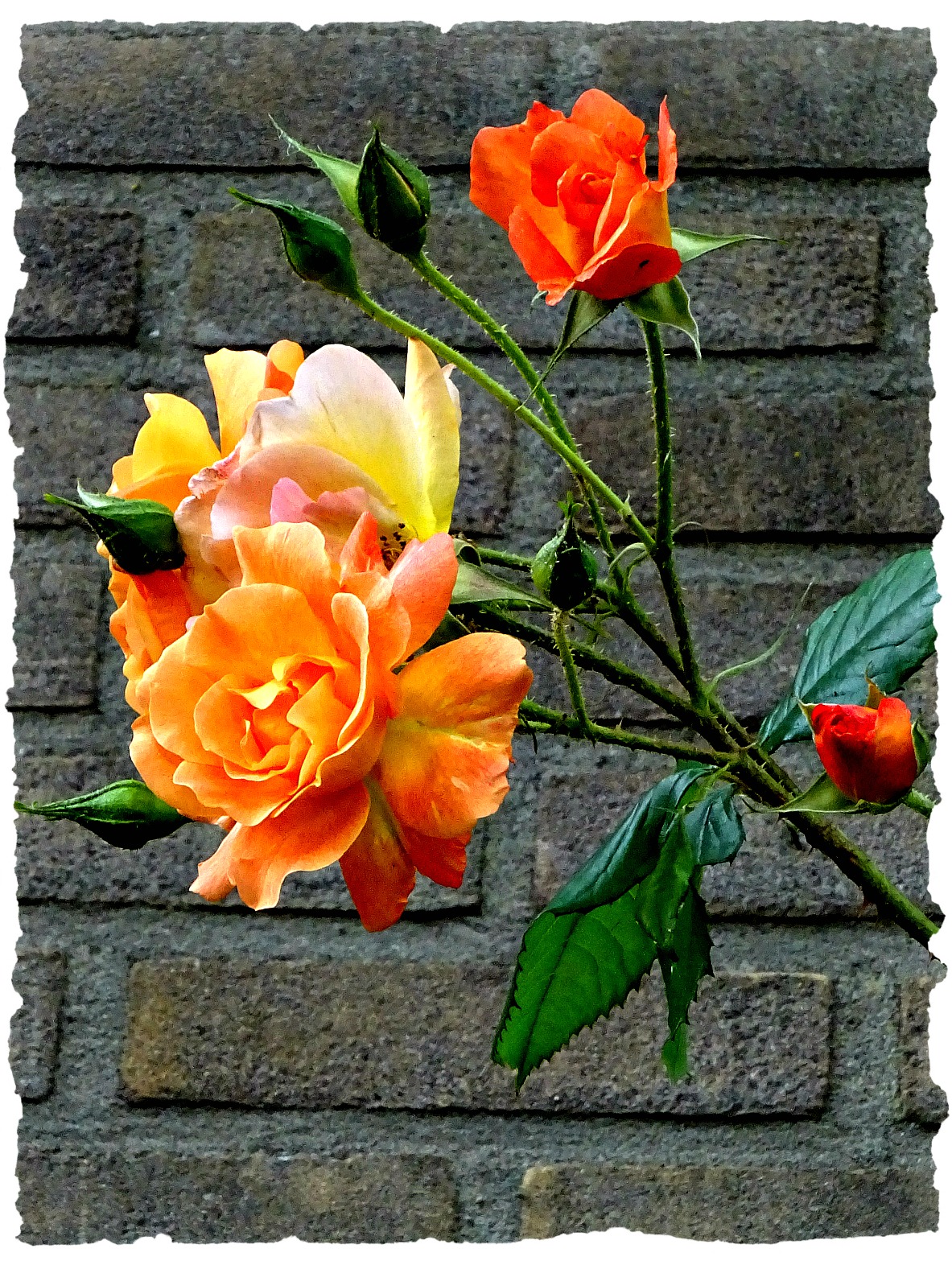 Een roos is een roos is een roos