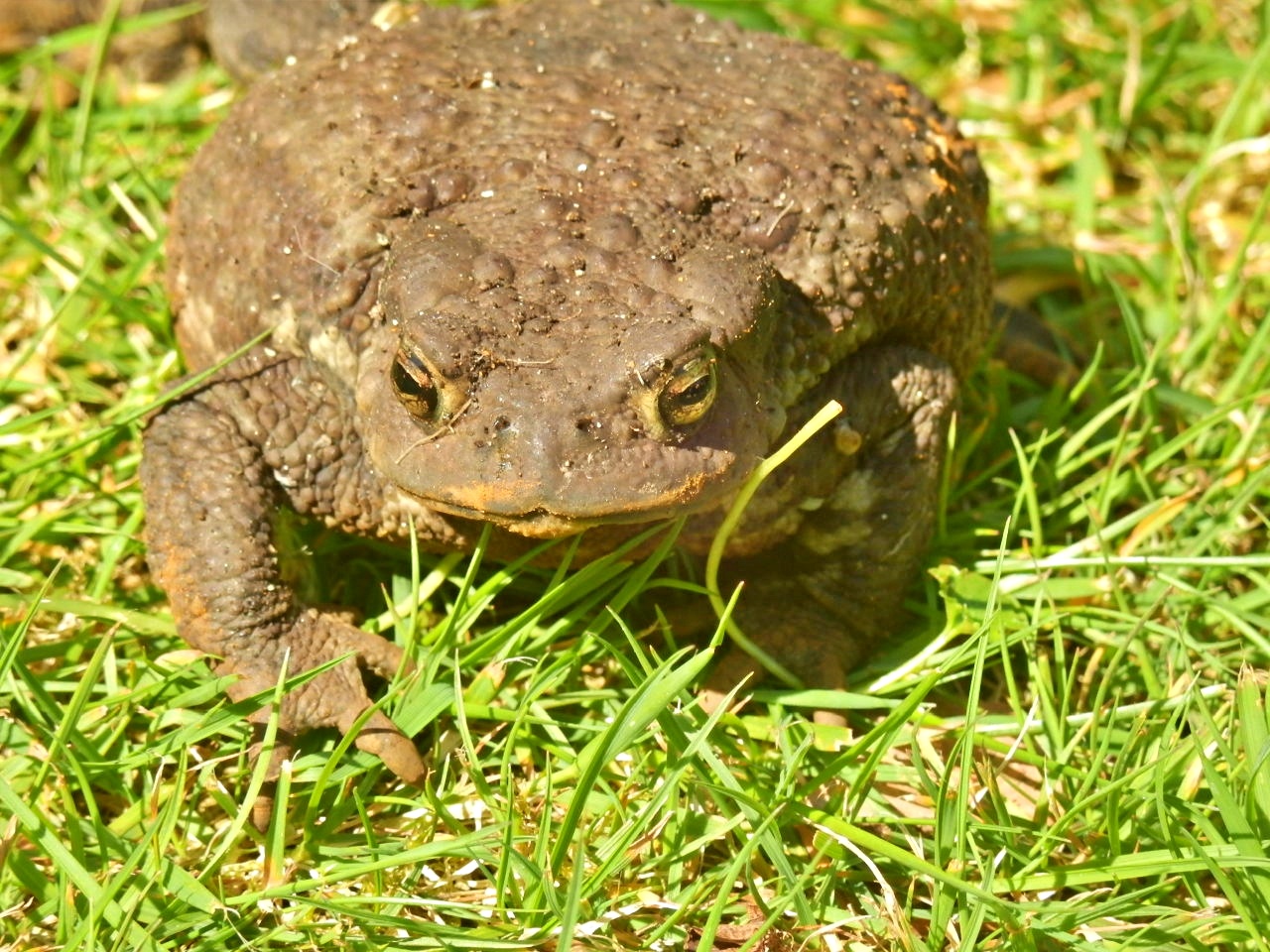 Mike's Cornwall: The Story of the Toad, the Squirrel and the Slow Worm