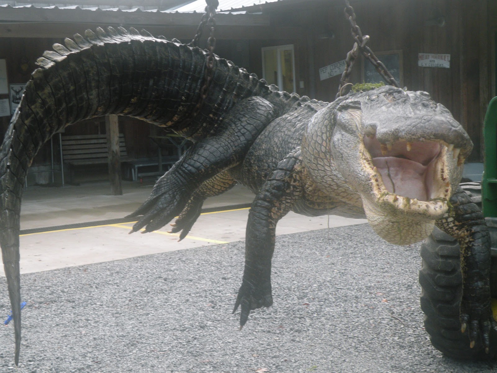 Cordray's: Lee Bobb's bull gator weighed 654 lbs. and was 12 feet 7 inches!