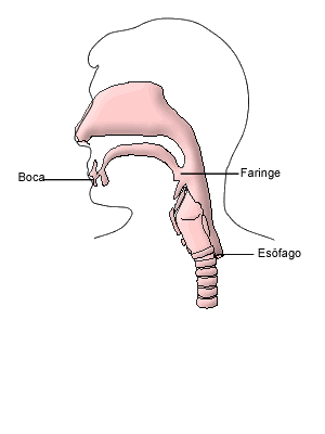 Sistema Respiratório: Faringe