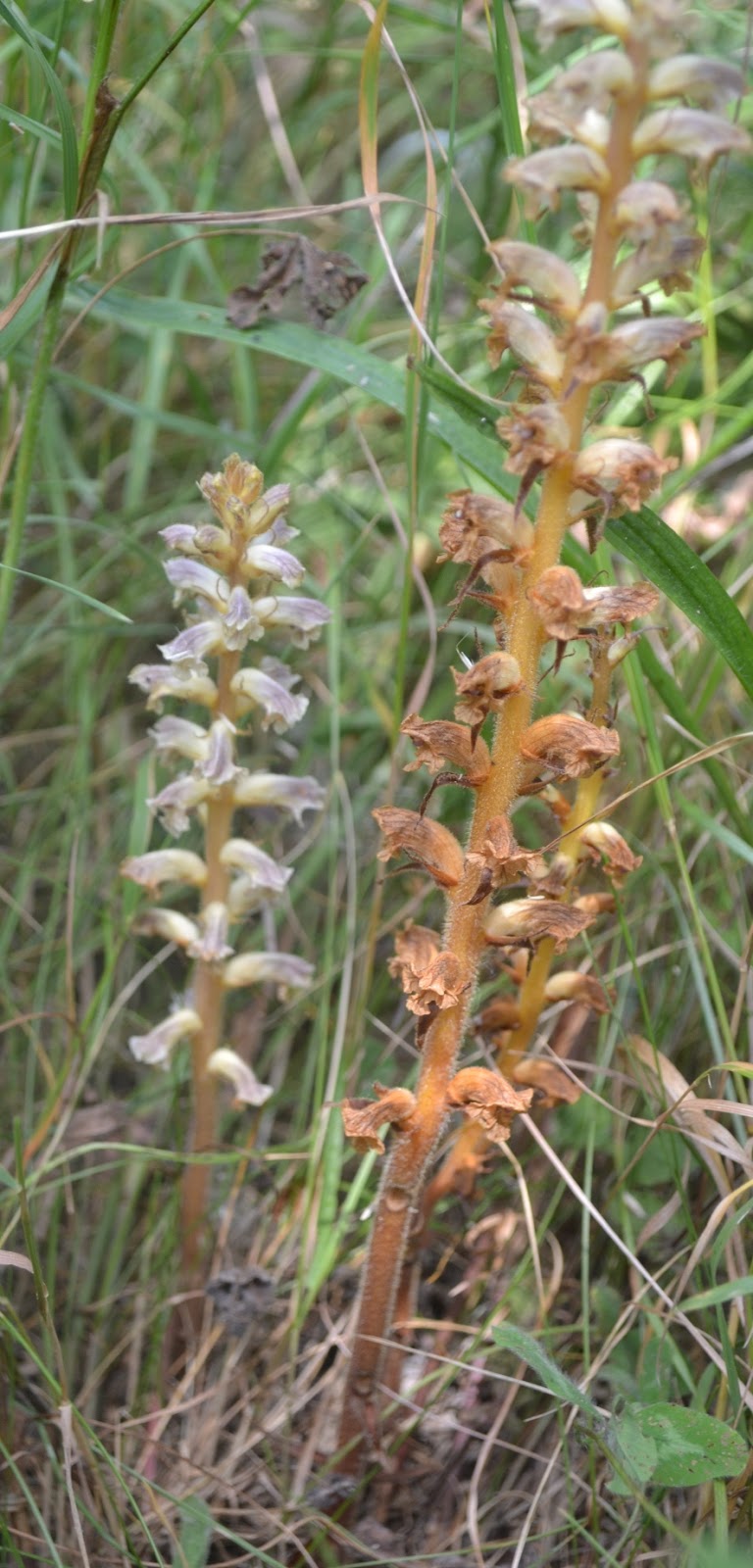 Walks among Flowers: Berkshire: Blewburton Hill and neighbouring villages