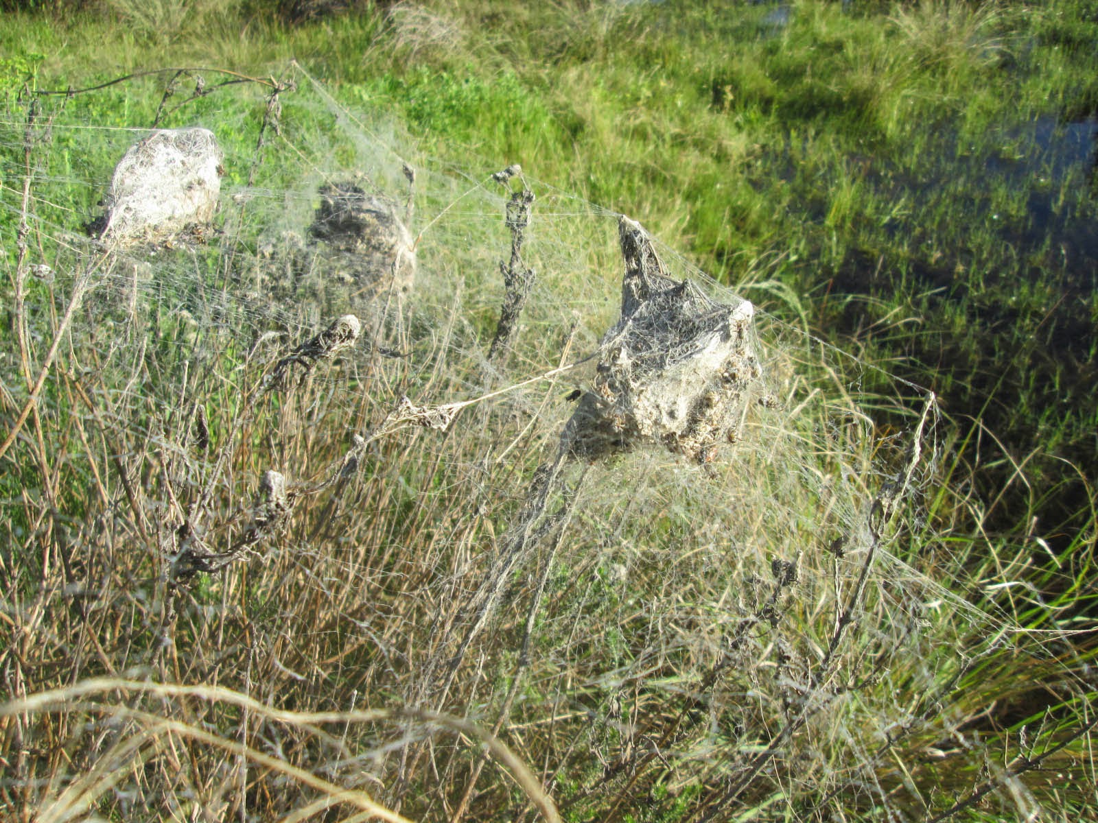 Meadowridge Common: Community Nest Spiders