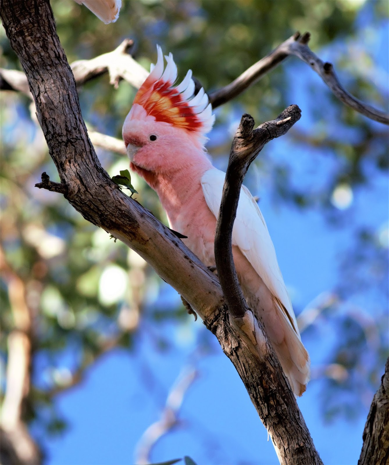 sunshinecoastbirds: Birding the Mulga of Charleville