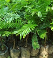 Anim Agro Technology: FAKTA MENANAM PETAI