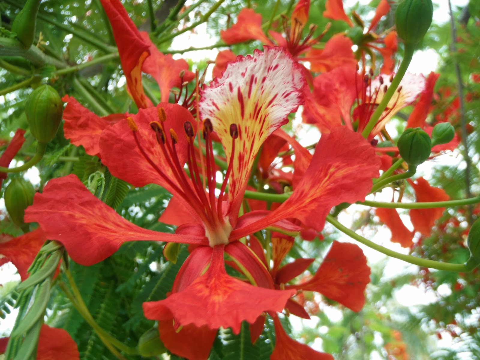 Ramirez Family: RAROTONGA, COOK ISLANDS FLORA AND FAUNA