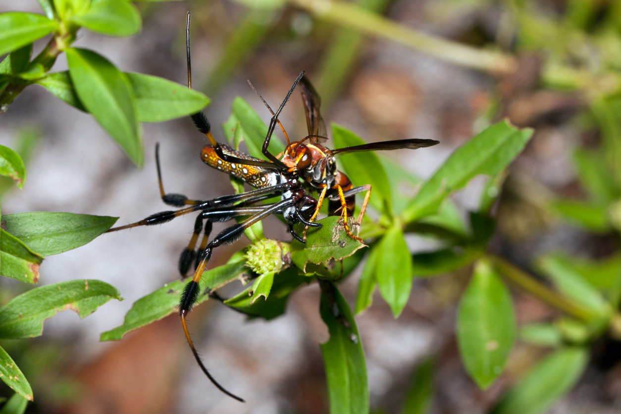 Real Monstrosities: Spider Wasp