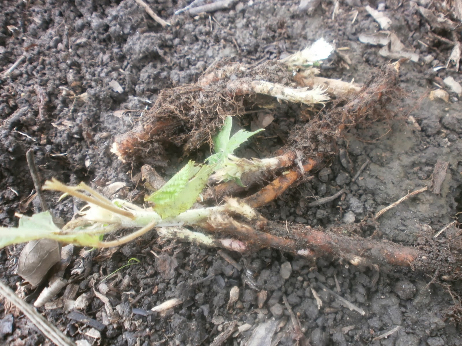 EL RAMIO PLANTA NUTRITIVA, DE BAJO COSTO MUY UTILIZADO EN NUTRICIÓN ...