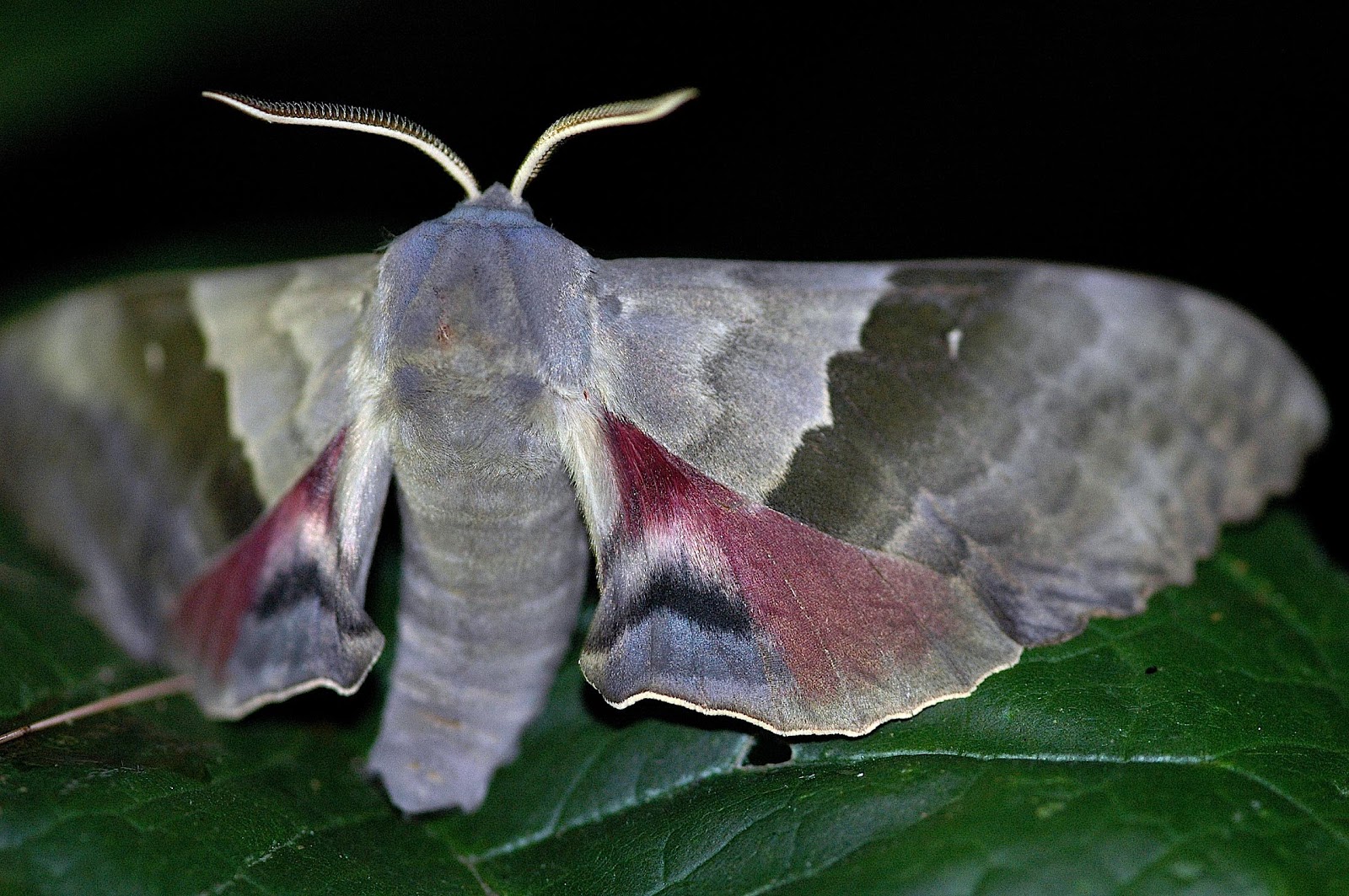 Field Biology in Southeastern Ohio: Distribution of the Sphinx Moths ...
