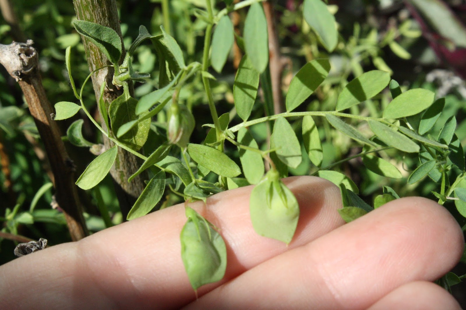 la vida secreta de las plantas