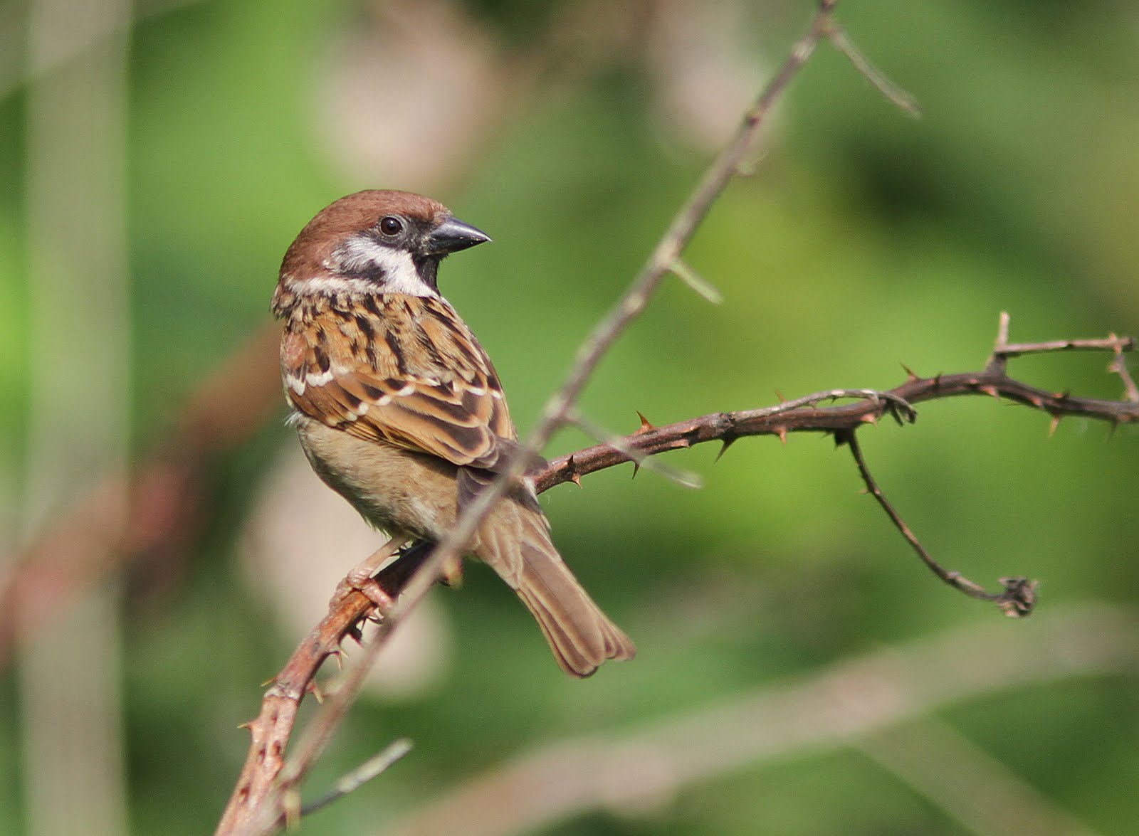 Non-Stop Birding: TREE SPARROWS OFFICIALLY EXTINCT AT BEDDINGTON FARMLANDS