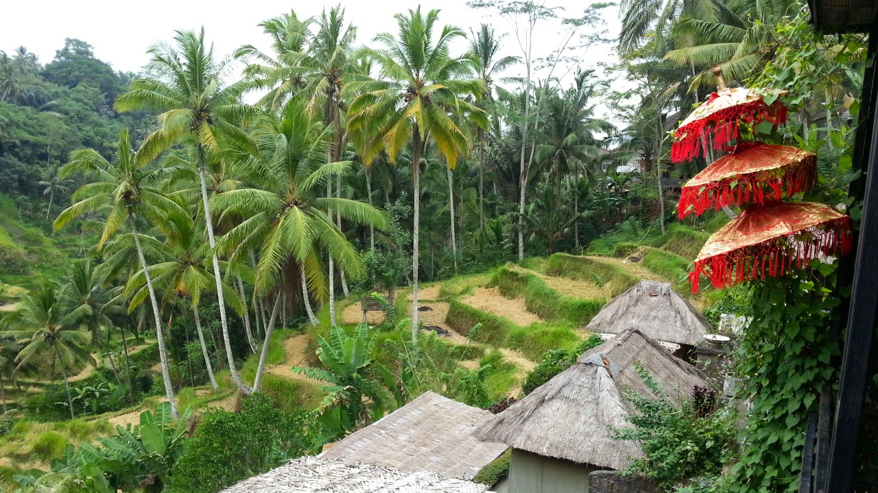 The Best Tourism in Bali: Terrace Padi Cafe, Tegalalang, Ubud