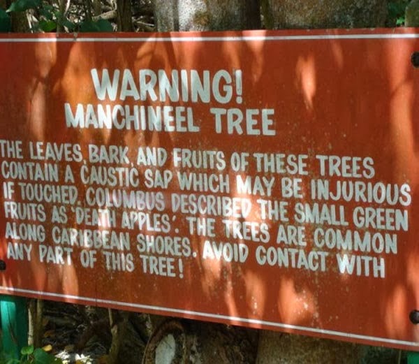 The world's most dangerous tree, dare to go near it : Manchineel