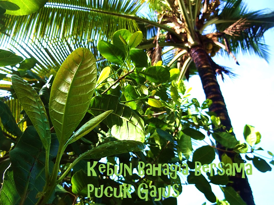 Kebun Bahagia Bersama: Pucuk daun untuk ulam-ulaman