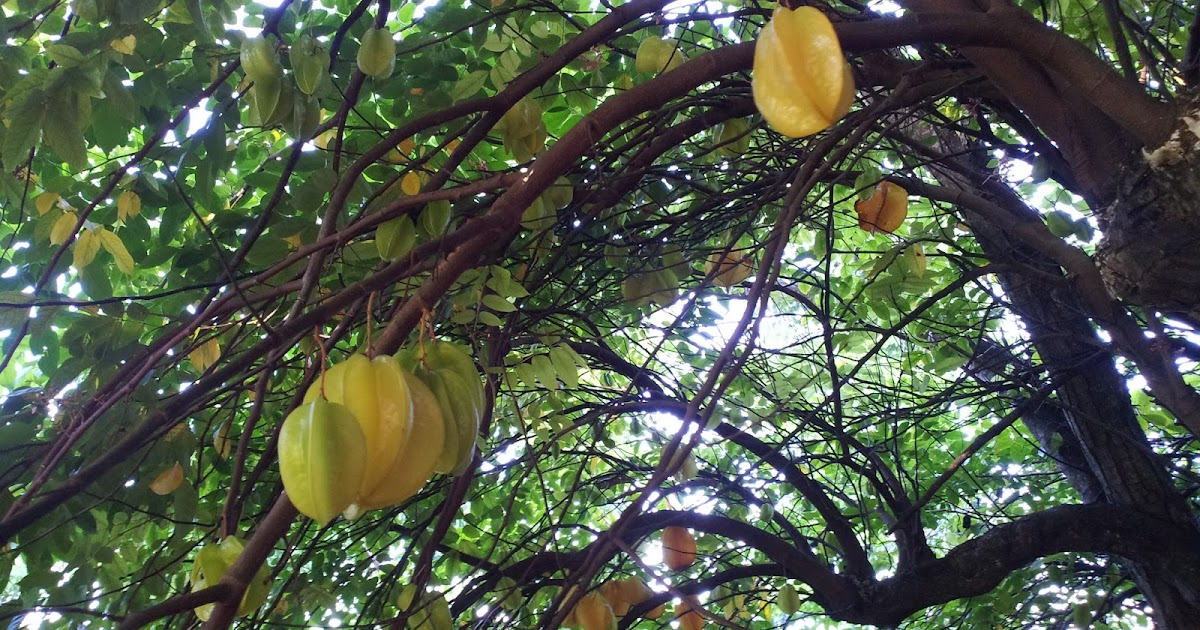 Les bienfaits de la carambole