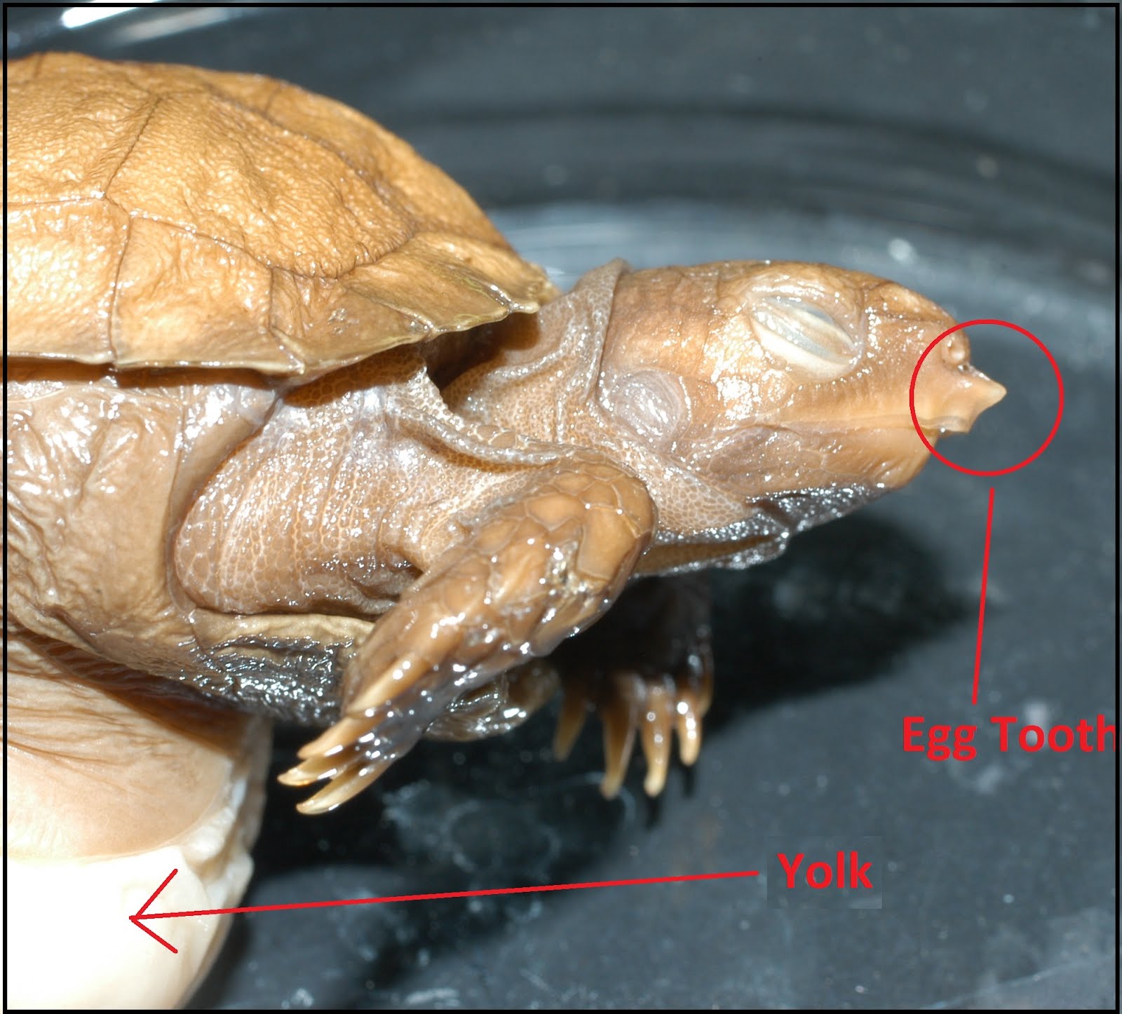 Biology of the Reptilia: Lab 1: General Anatomy of Reptiles. Chalaza ...