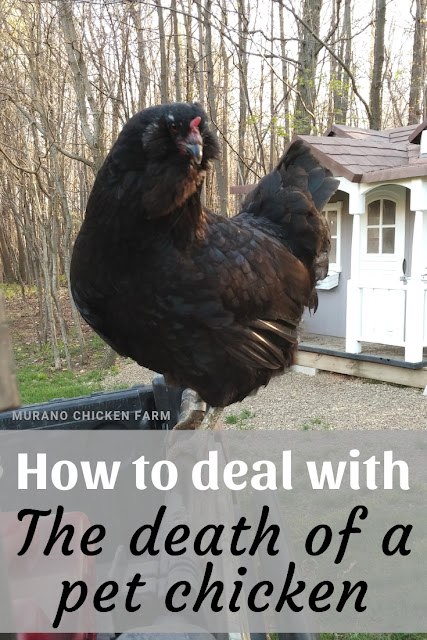 Dealing with the death of a chicken - Murano Chicken Farm