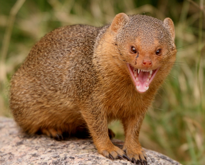 Mongoose Animals Photos mongoose-animals-photos